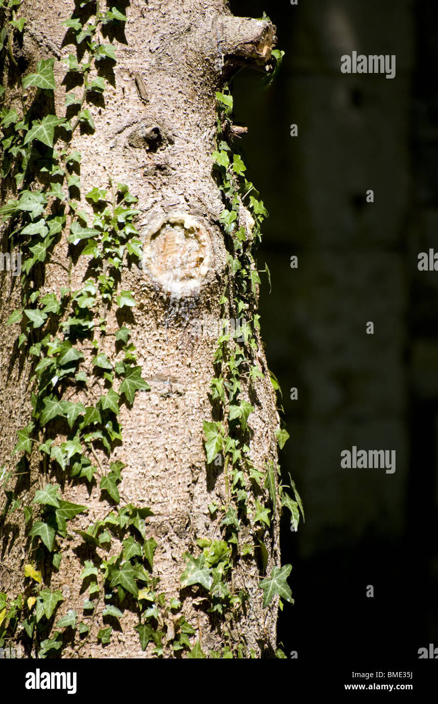 arbre, tree, tron d'arbre, feuilles vertes Stock Photo - Alamy