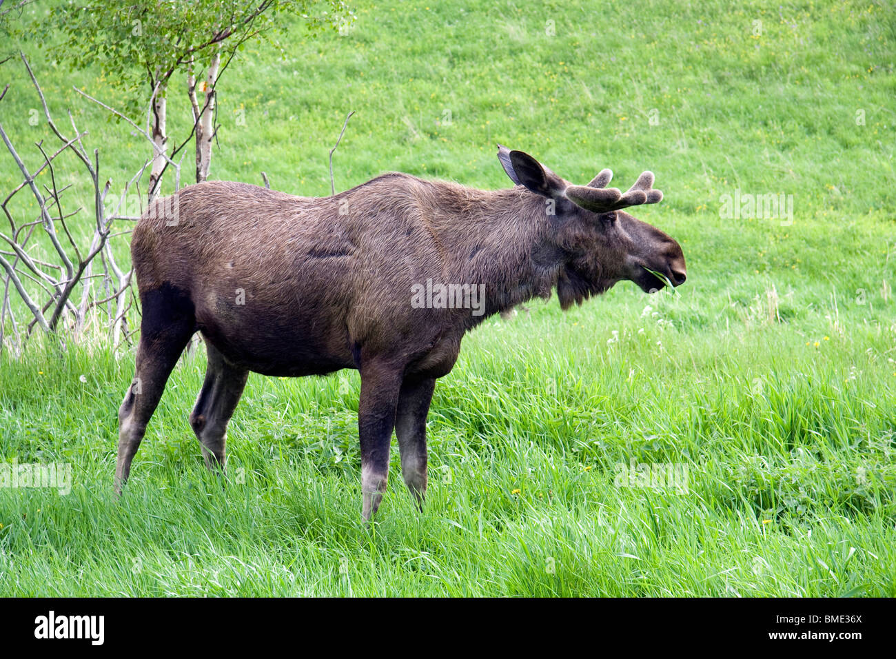 A big male moose standing on green grass Stock Photo - Alamy