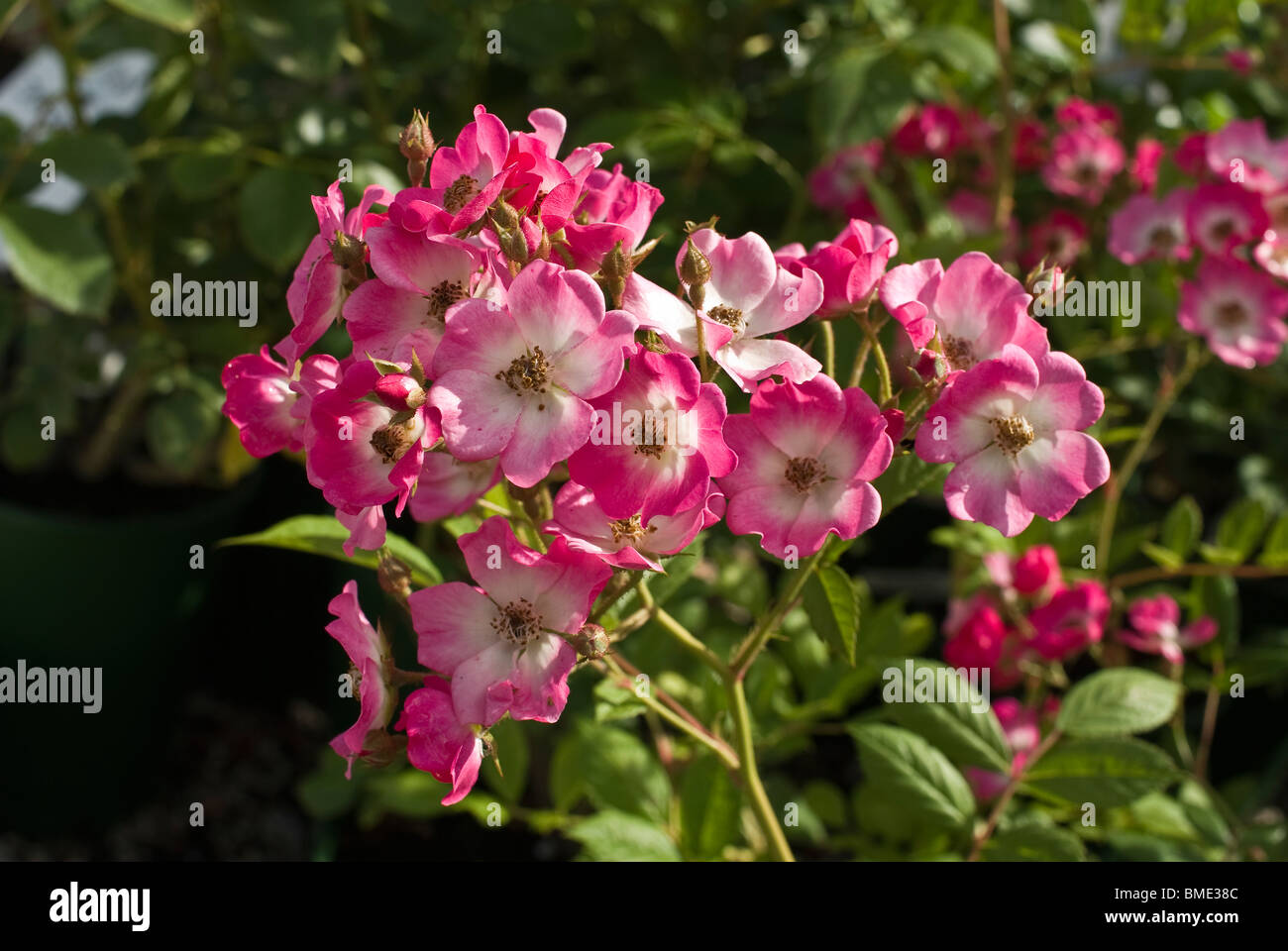Pink "cluster flowered" pink hybrid musk rose 'Mozart' Stock Photo - Alamy