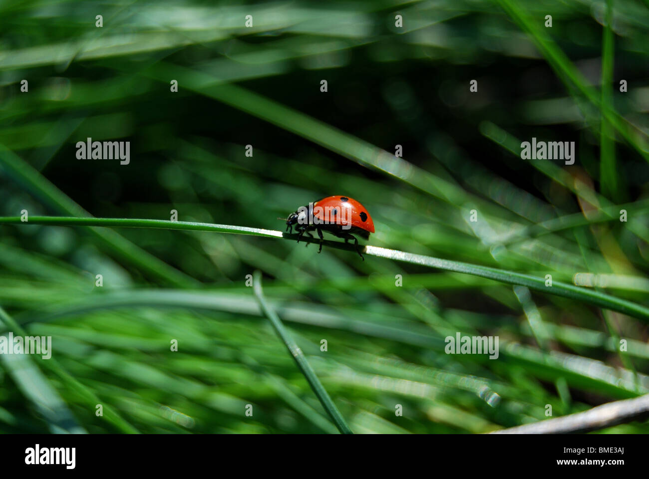 Six-spotted ladybug running on the blade of green grass Stock Photo - Alamy