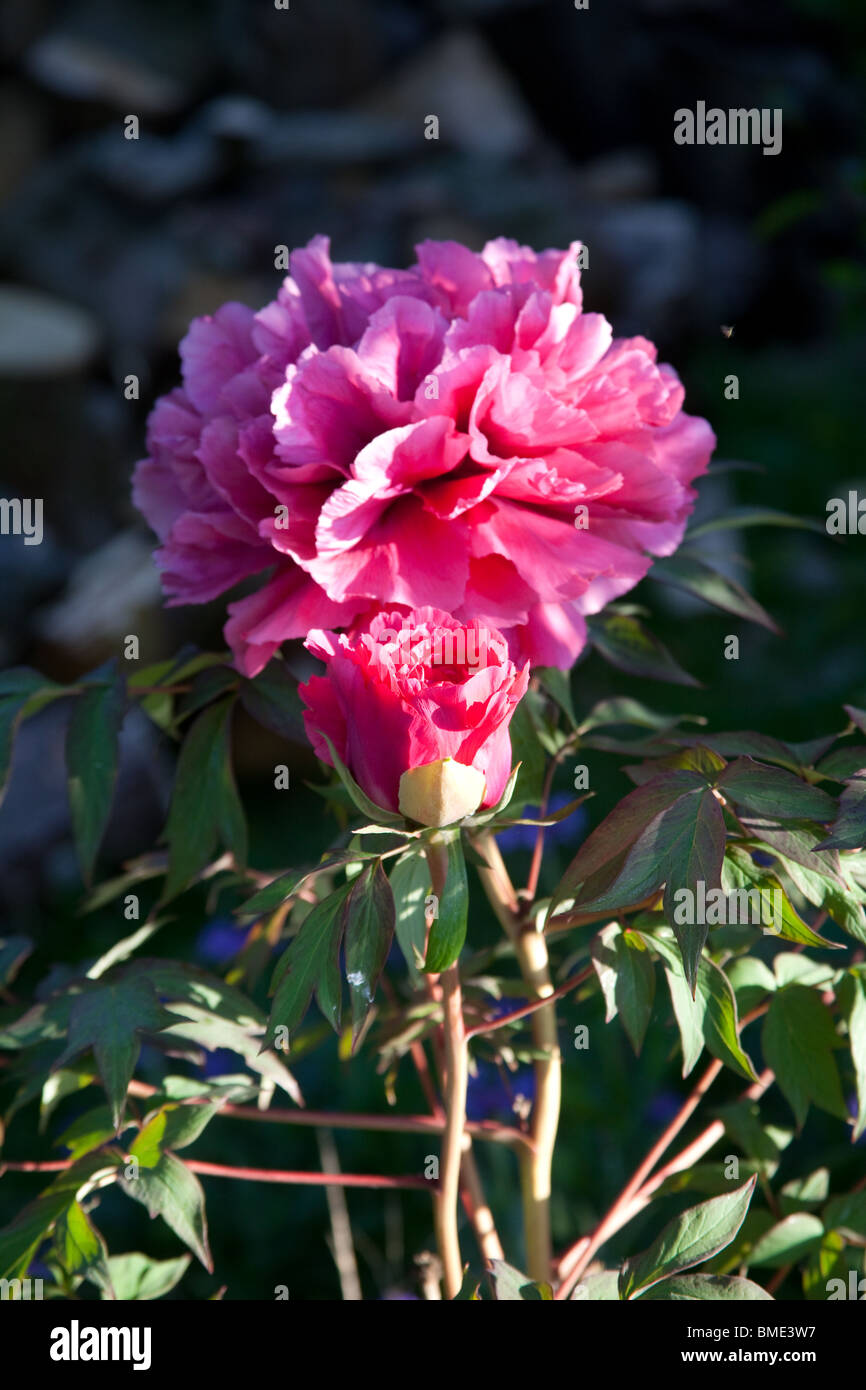 Flower of england hi-res stock photography and images - Alamy