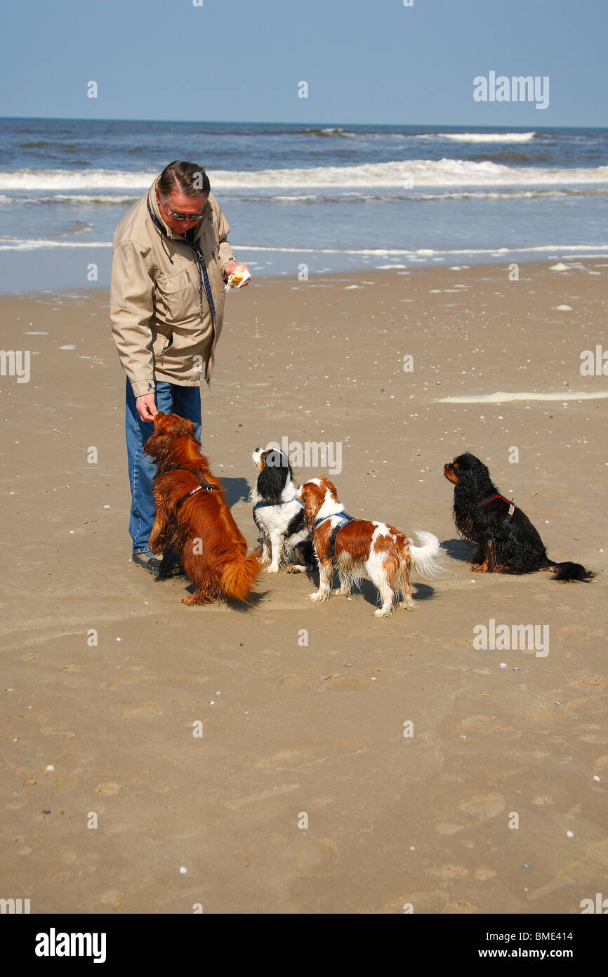 Cavalier man hi-res stock photography and images - Alamy