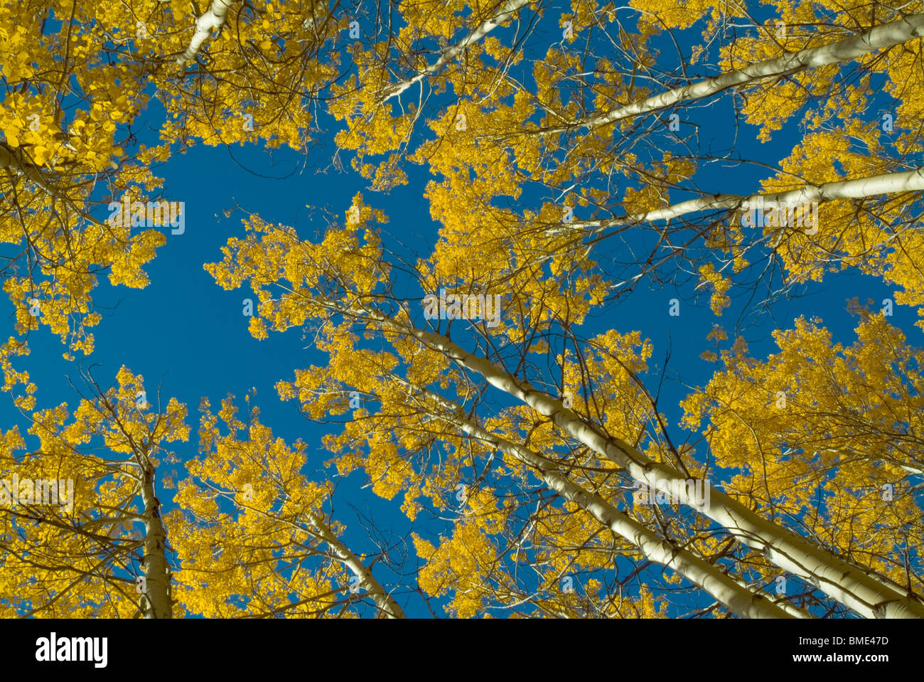 Looking up tall aspen trees hi-res stock photography and images - Alamy