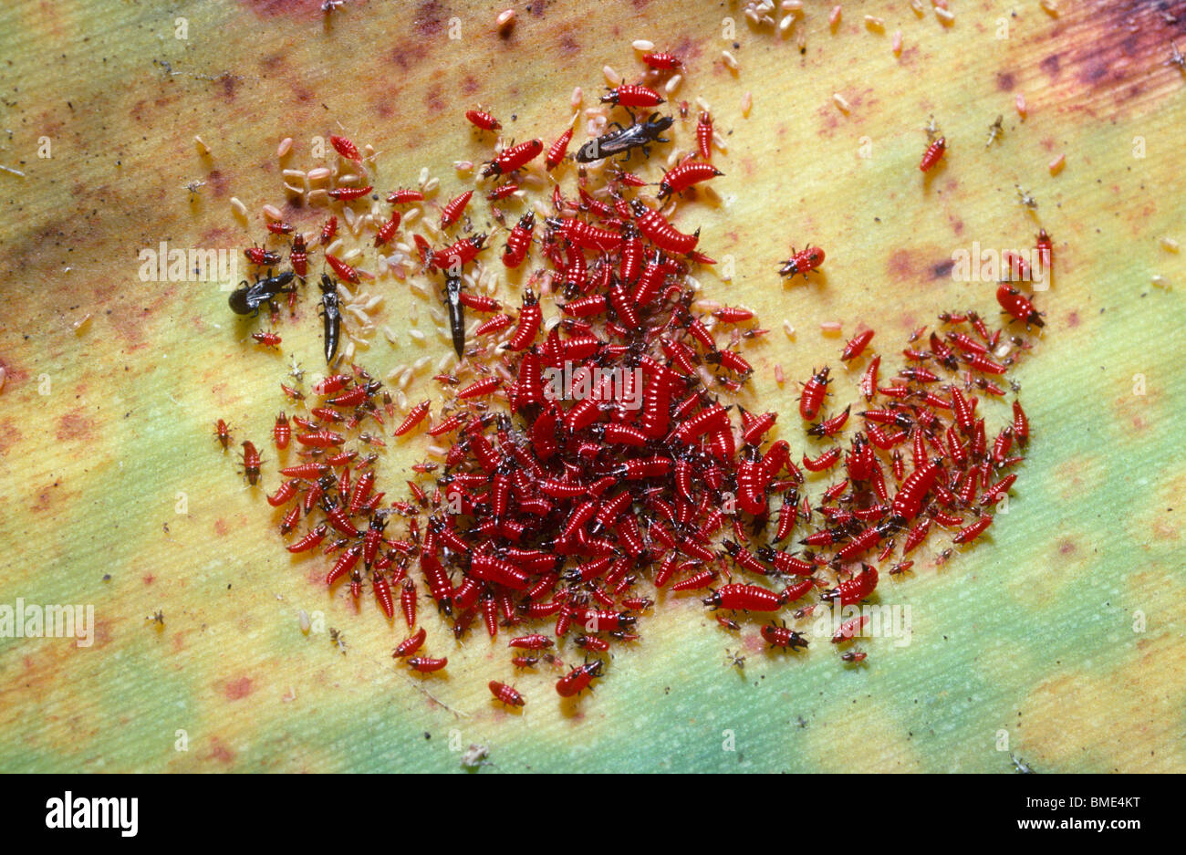A cluster of thrips, mainly red nymphs (Phlaeothripidae) but with some ...