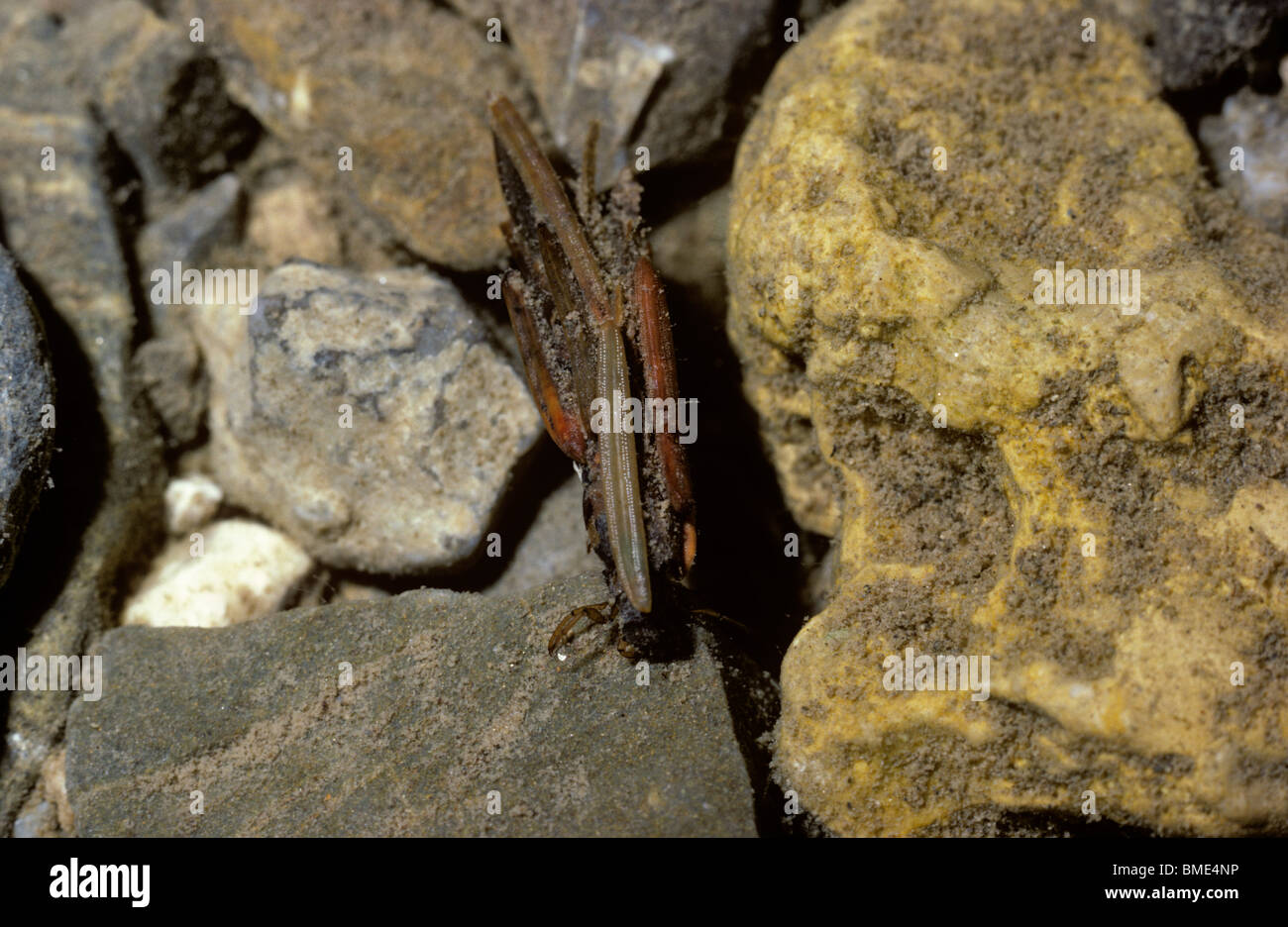 Caddisfly (Anabolia nervosa : Limnephilidae), larva in its case in a ...