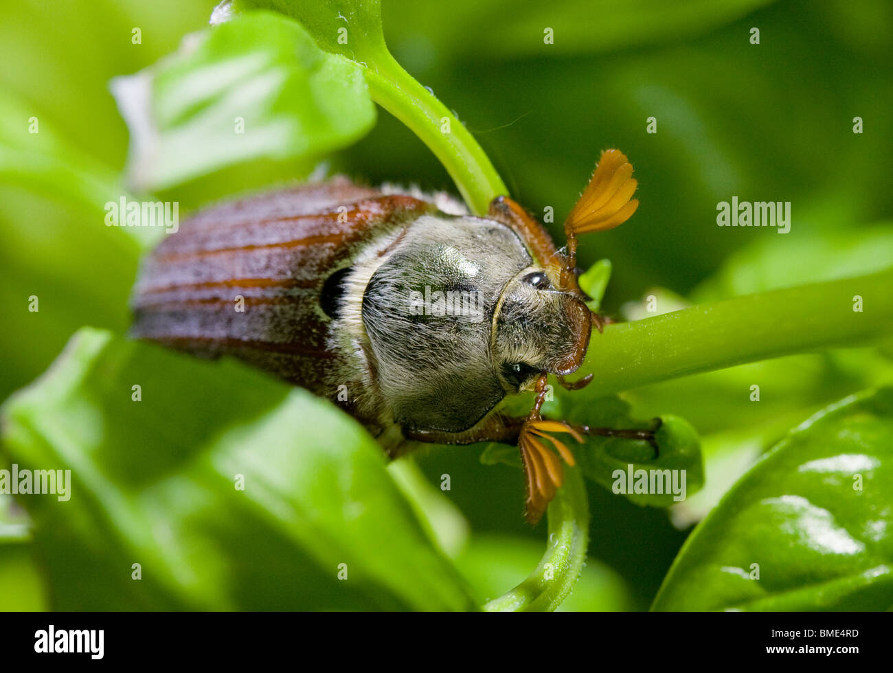 Cockchafer beetle hi-res stock photography and images - Alamy