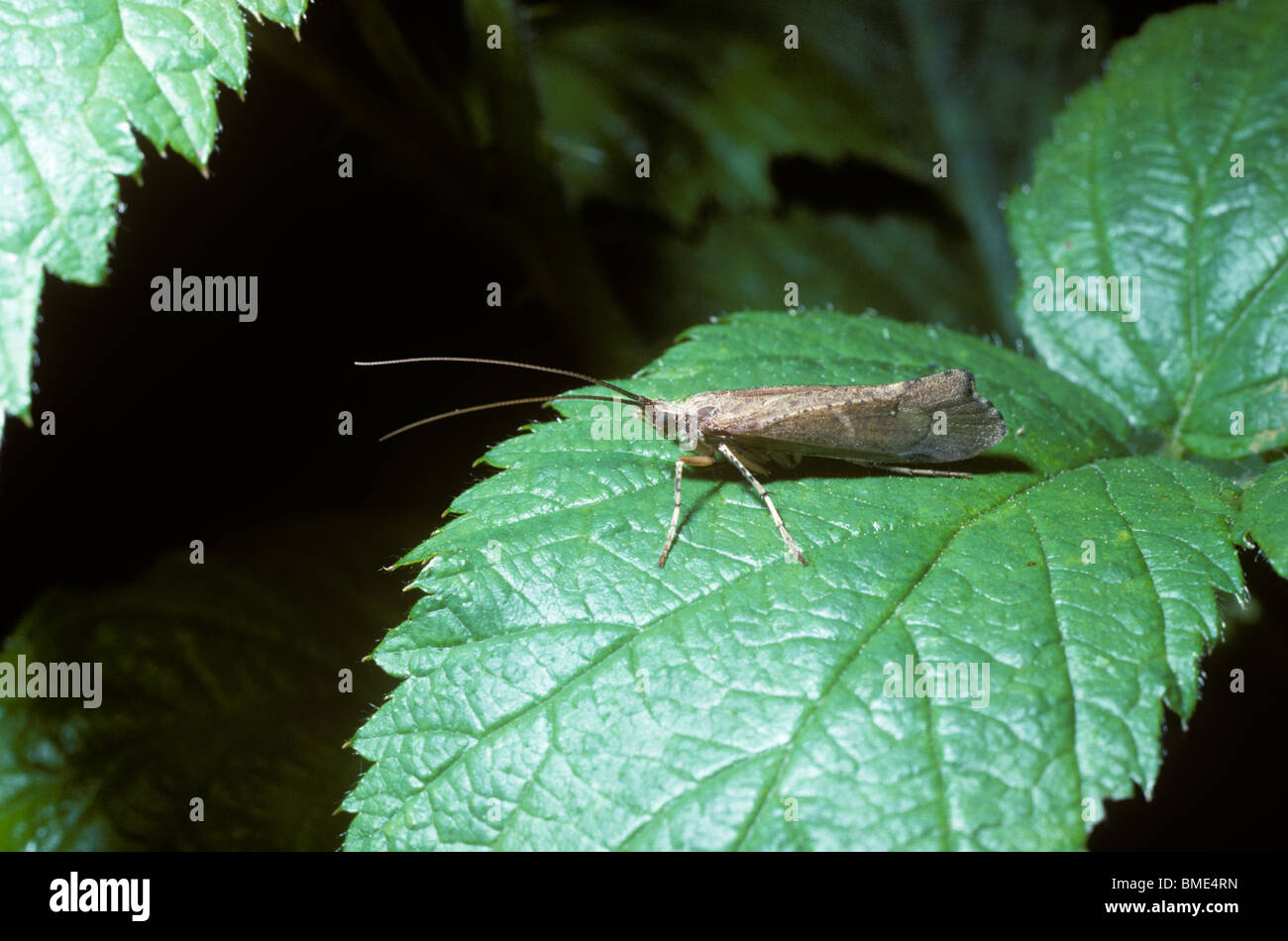 Caddis-fly adult (Glyphotaelius sp: Limnephilidae) beside a woodland ...