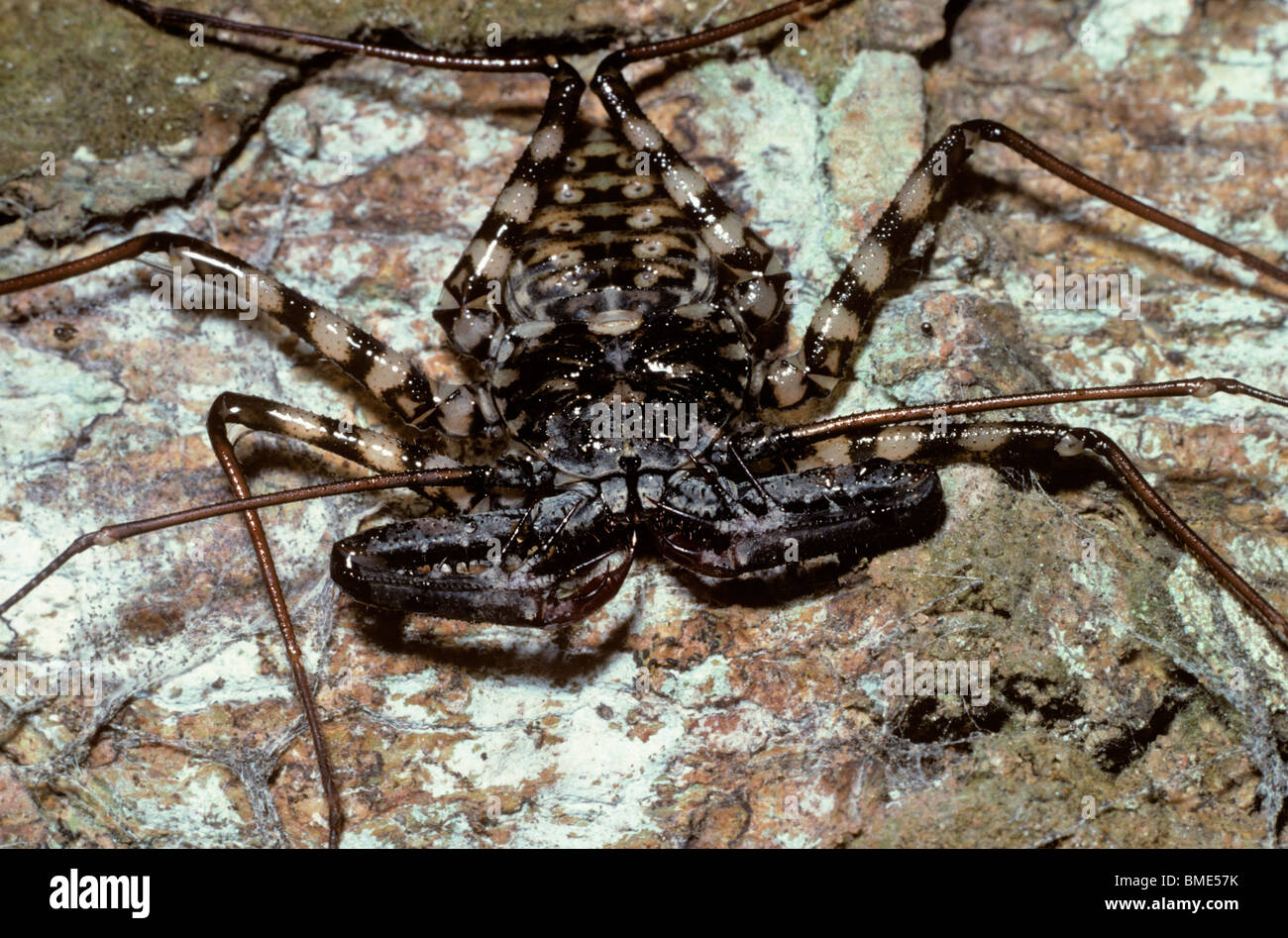 Whip spider or whip scorpion (Damon variegatus: Amblypygi) on a tree at ...