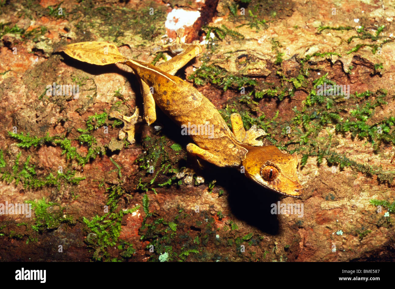 Spearpoint leaf-tailed gecko (Uroplatus ebenaui), Montagne de Ambre ... Spearpoint leaf-tailed gecko (Uroplatus ebenaui), Montagne de Ambre ...