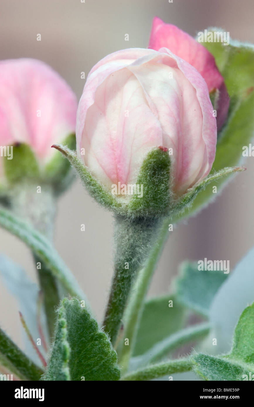 An apple bud blossom in spring Stock Photo - Alamy