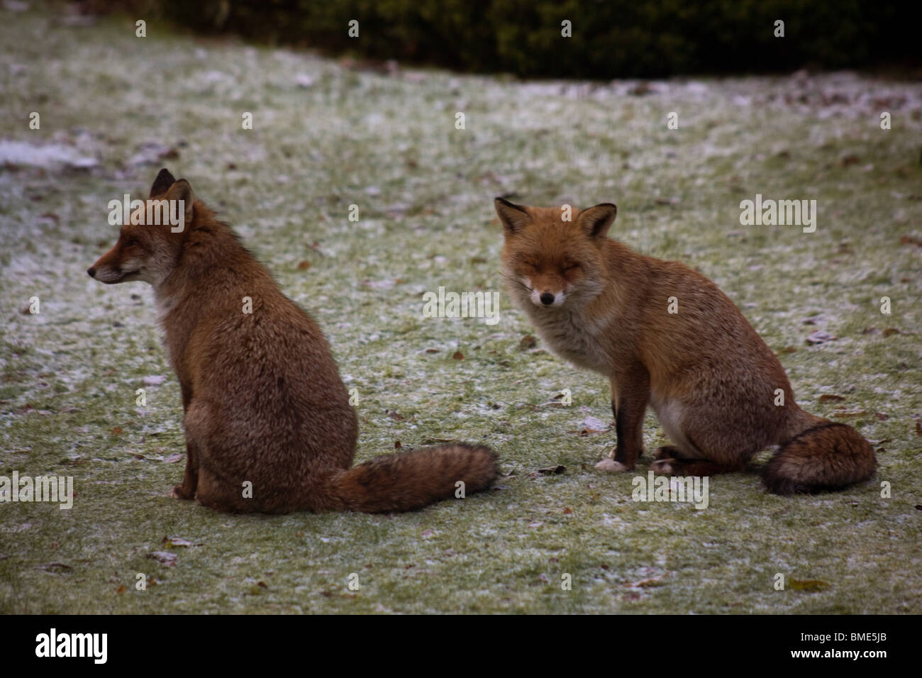 MATING FOXES KENT GARDEN UNITED KINGDOM WILDLIFE WILD ANIMALS FOX ...