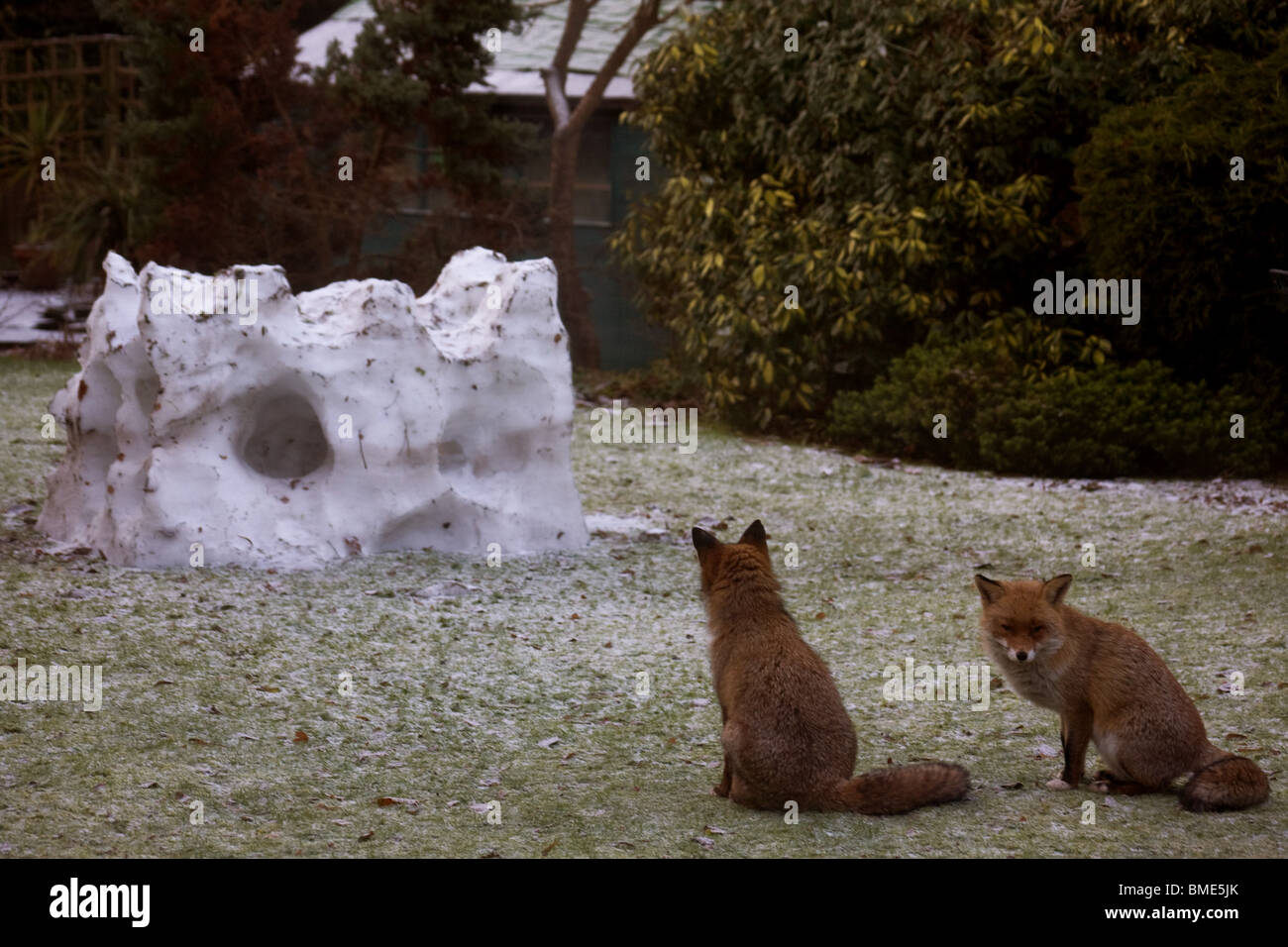 MATING FOXES KENT GARDEN UNITED KINGDOM WILDLIFE WILD ANIMALS FOX ...