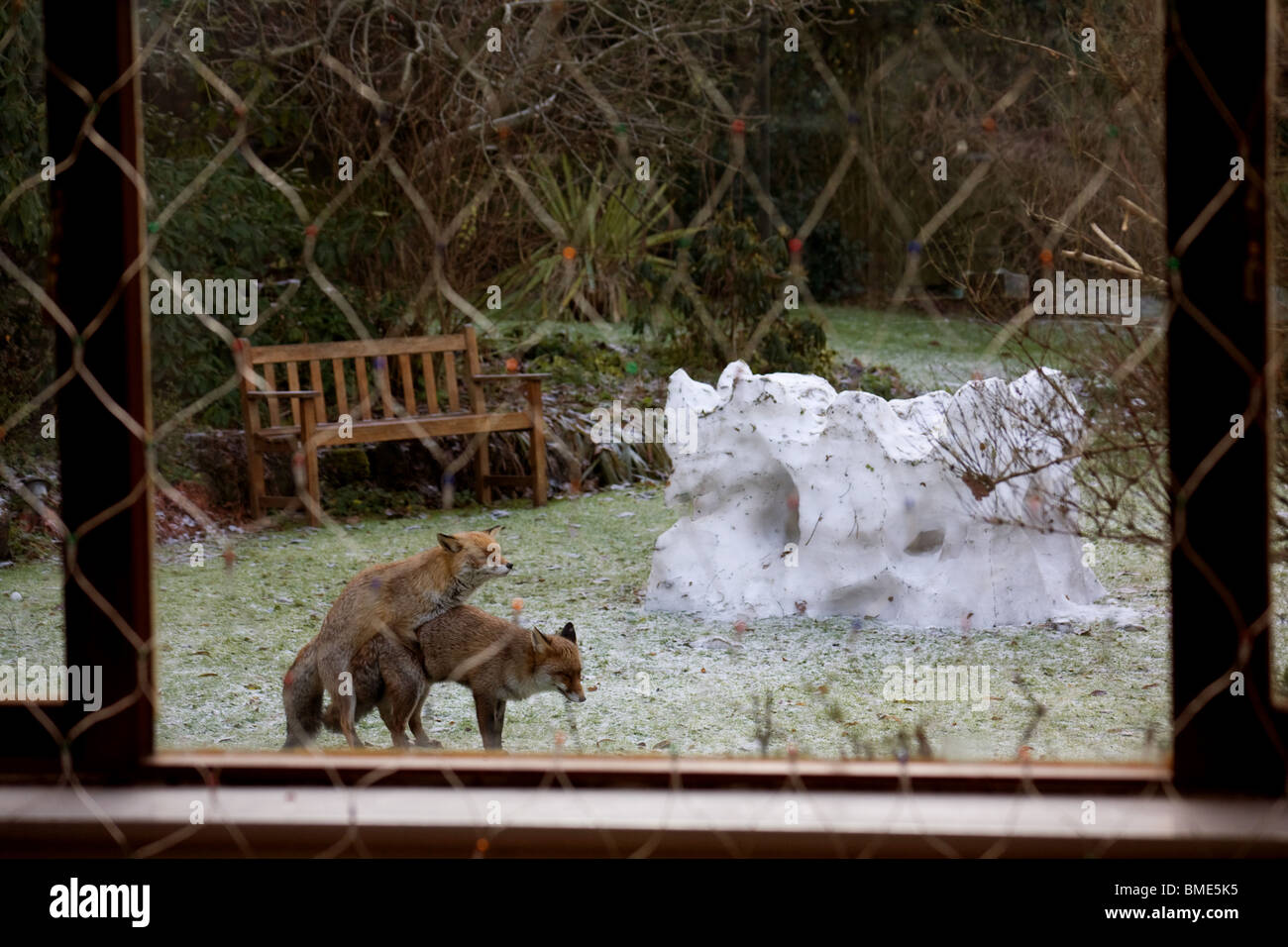 United Kingdom Wildlife