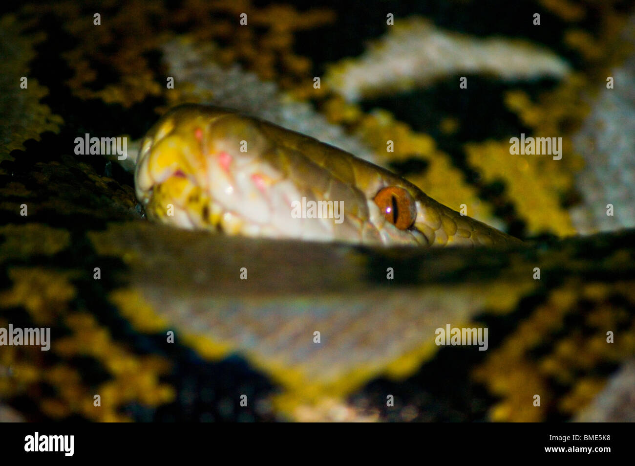 Leading role eye curled up hi-res stock photography and images - Alamy