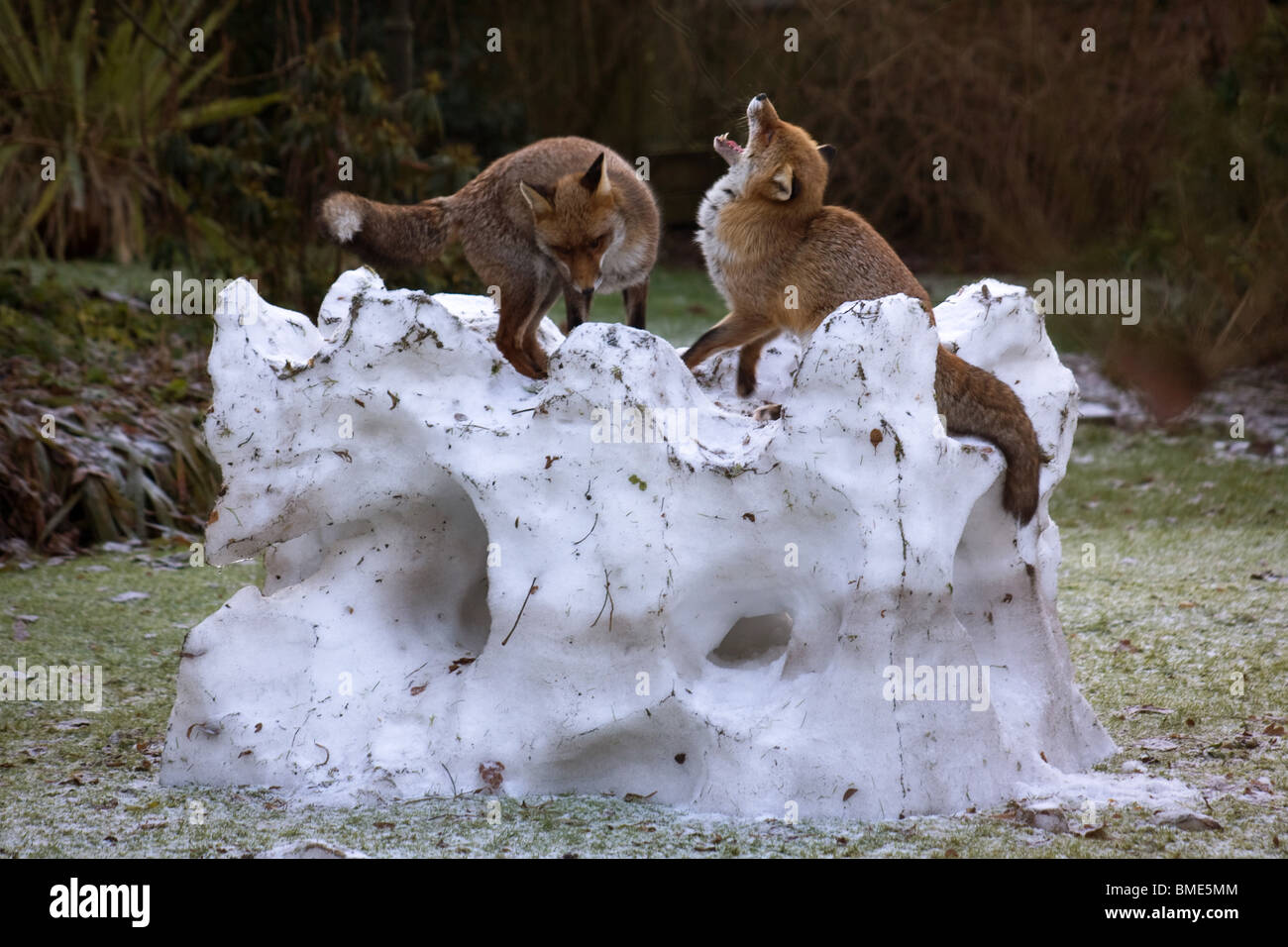 MATING FOXES KENT GARDEN UNITED KINGDOM WILDLIFE WILD ANIMALS FOX ...