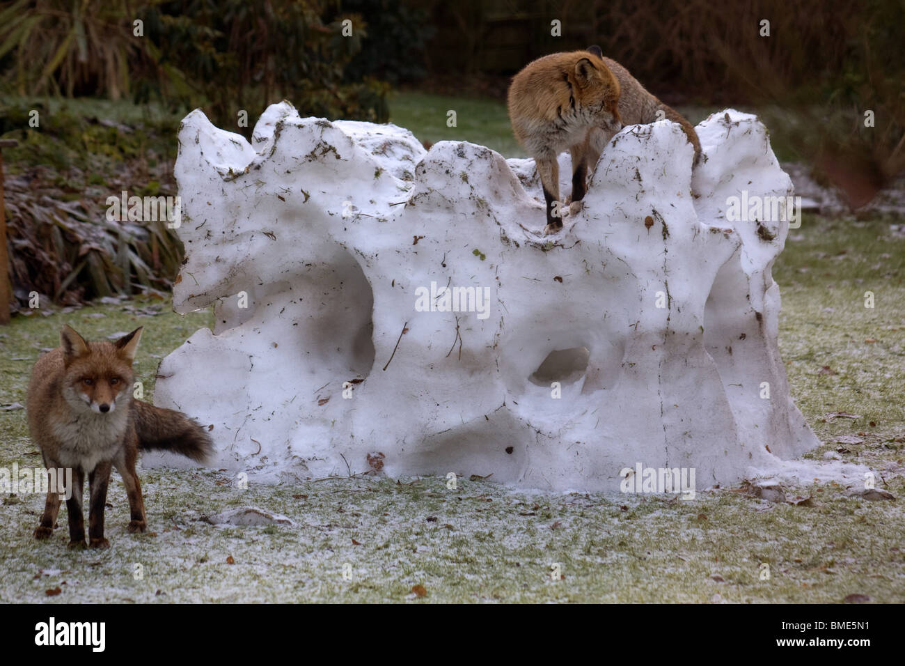 MATING FOXES KENT GARDEN UNITED KINGDOM WILDLIFE WILD ANIMALS FOX ...