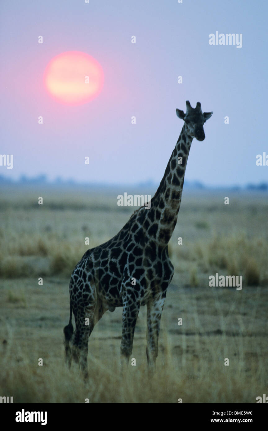 African giraffe with sunset hi-res stock photography and images - Alamy