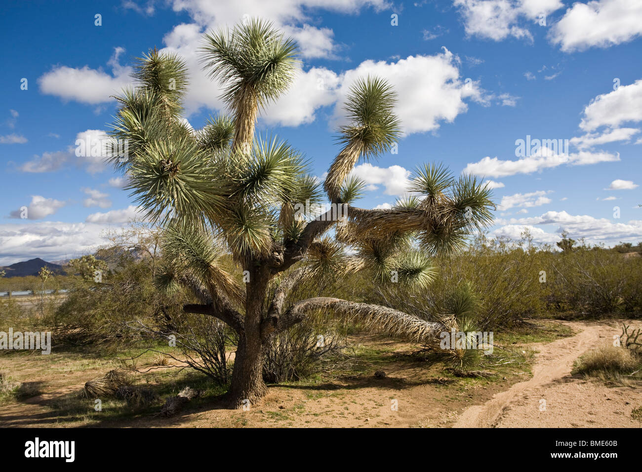 Joshua Tree, Yucca brevifolia, in Arizona Stock Photo - Alamy