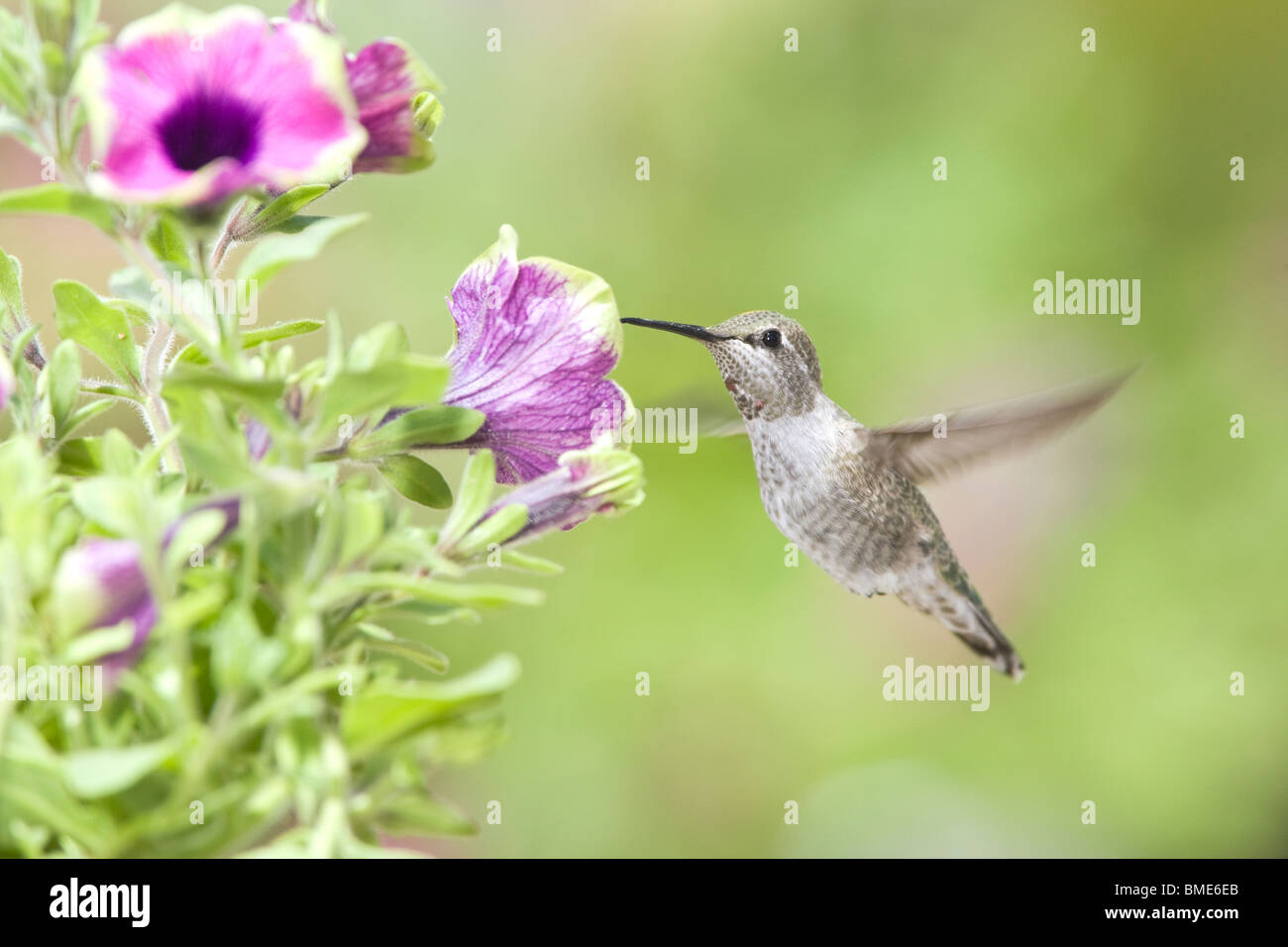 Female Anna's Hummingbird in Petunia x hybrida 'Pretty Much Picasso ...