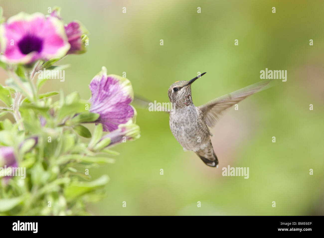 Female Anna's Hummingbird in Petunia x hybrida 'Pretty Much Picasso ...