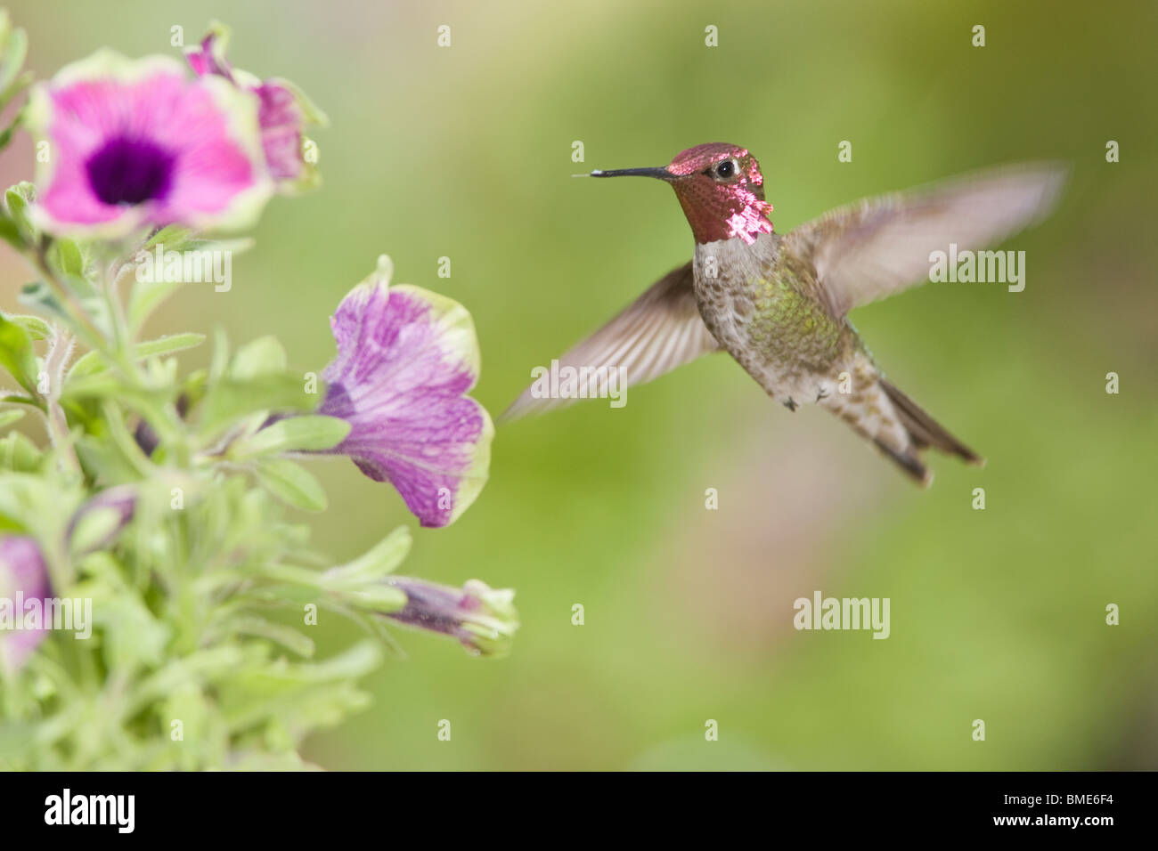 Anna's Hummingbird in Petunia x hybrida 'Pretty Much Picasso' Stock ...