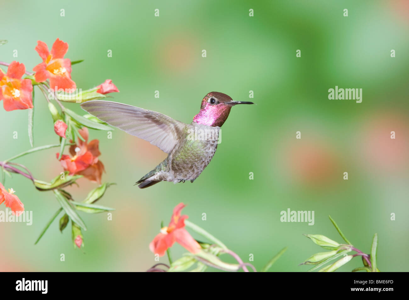 Scarlet monkey flower hi-res stock photography and images - Alamy