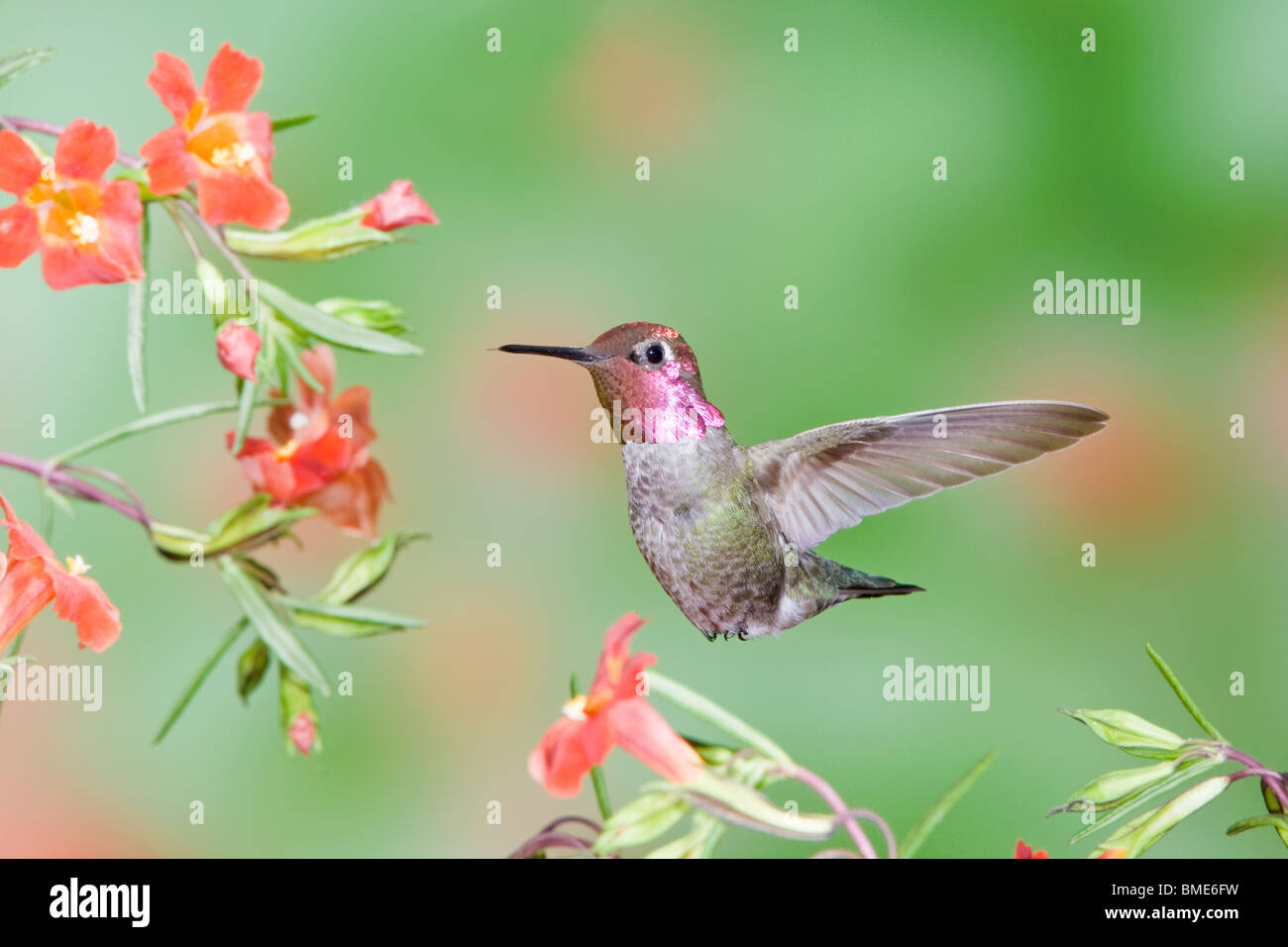 Scarlet monkey flower hi-res stock photography and images - Alamy