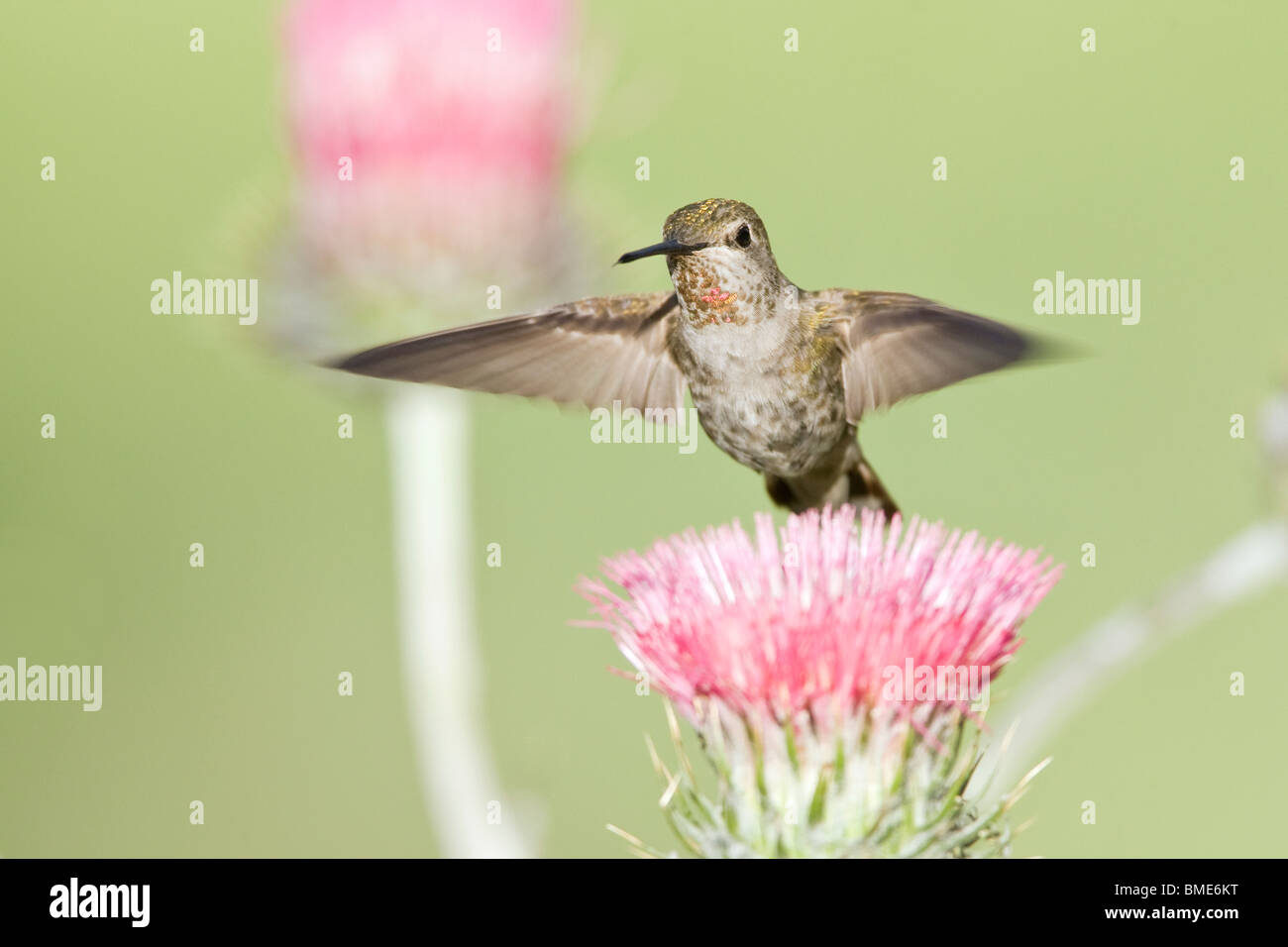 Female anna hummingbird hi-res stock photography and images - Alamy