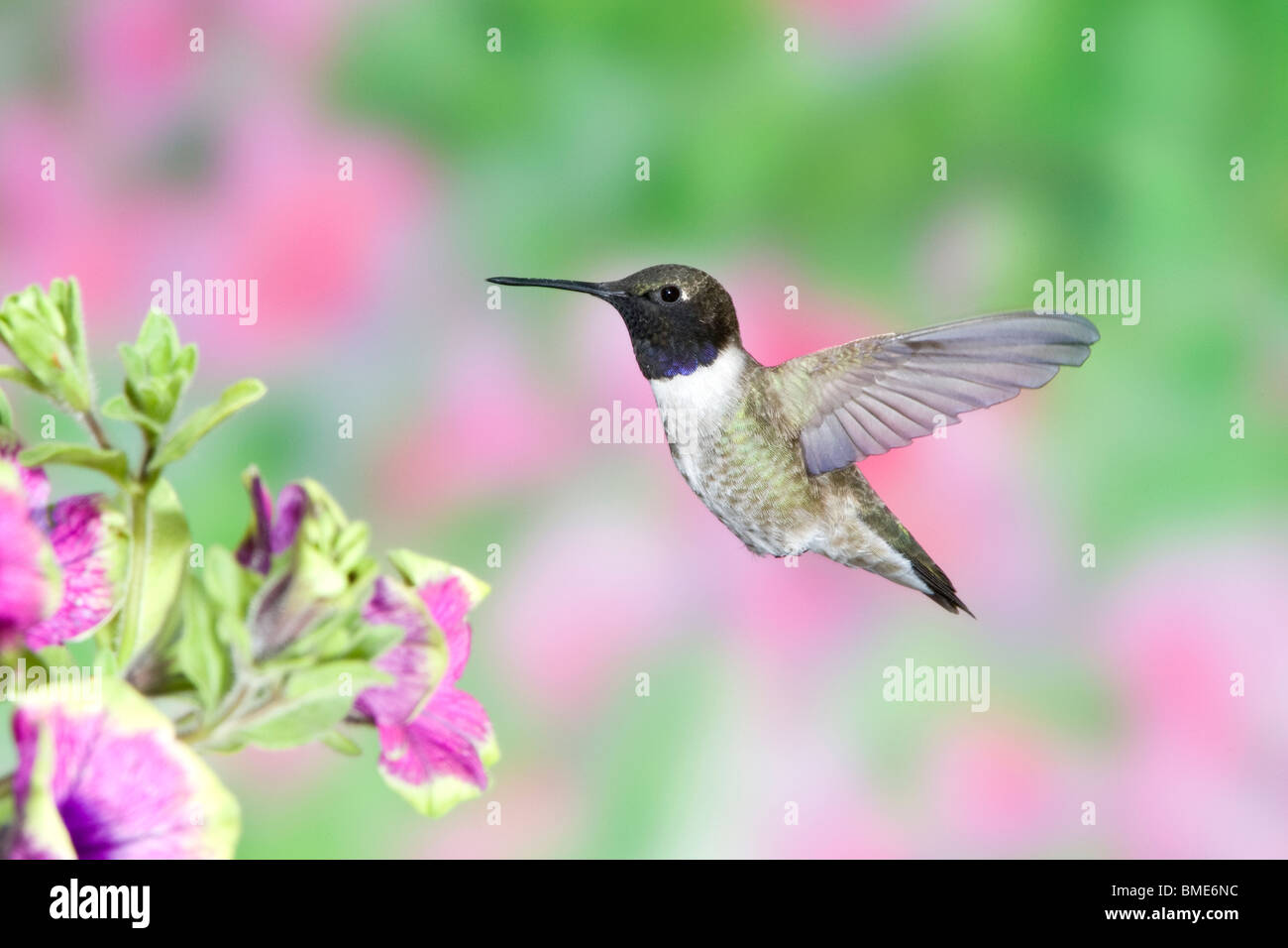 Black-chinned Hummingbird in Petunia x hybrida 'Pretty Much Picasso ...