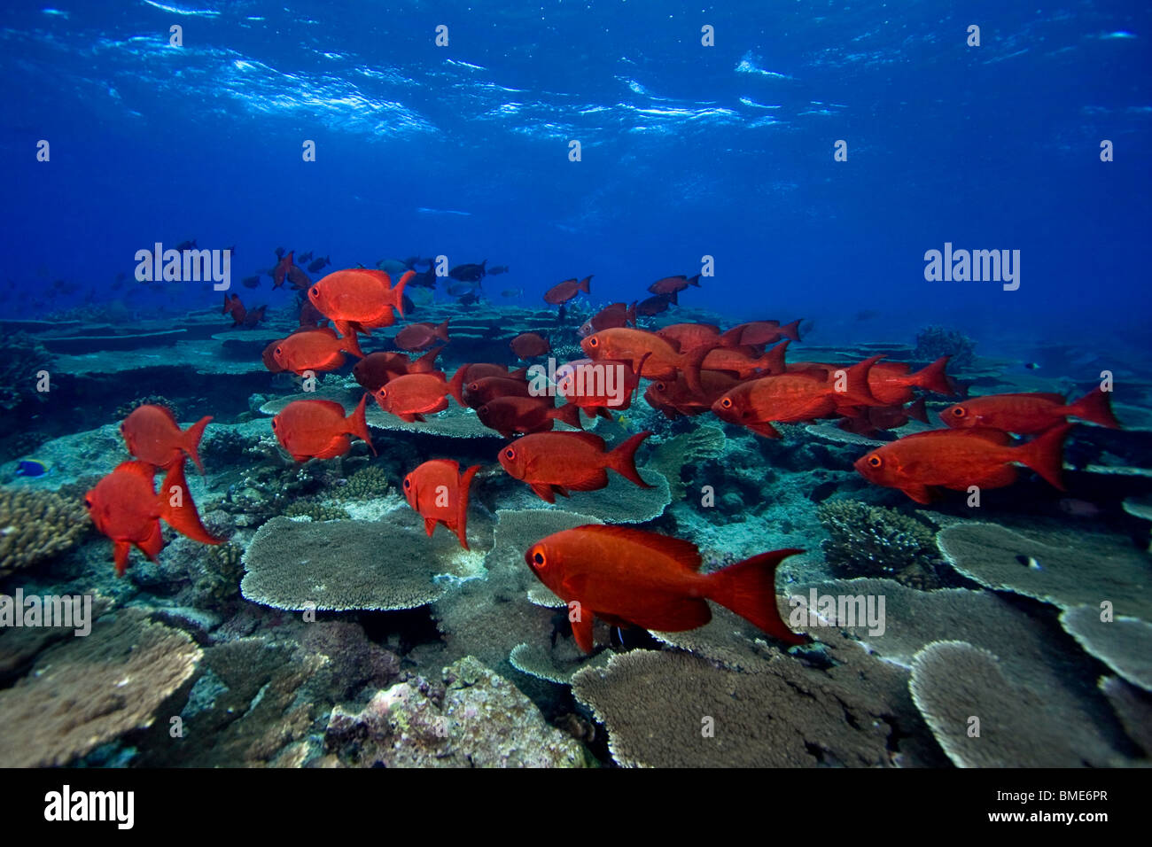 Red reef fish on top of shallow reef in the Maldives Stock Photo - Alamy