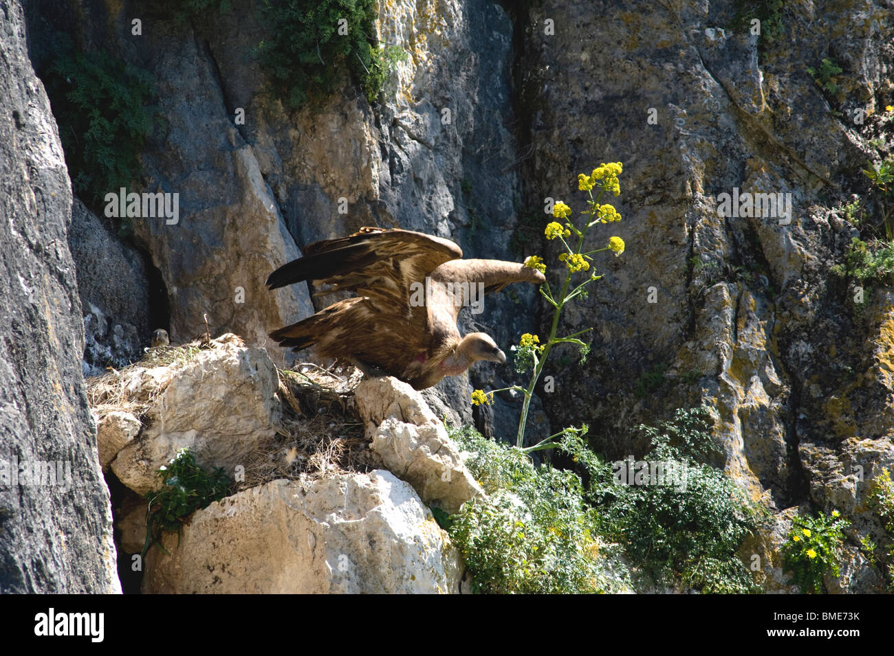 Griffon vulture nest hi-res stock photography and images - Alamy