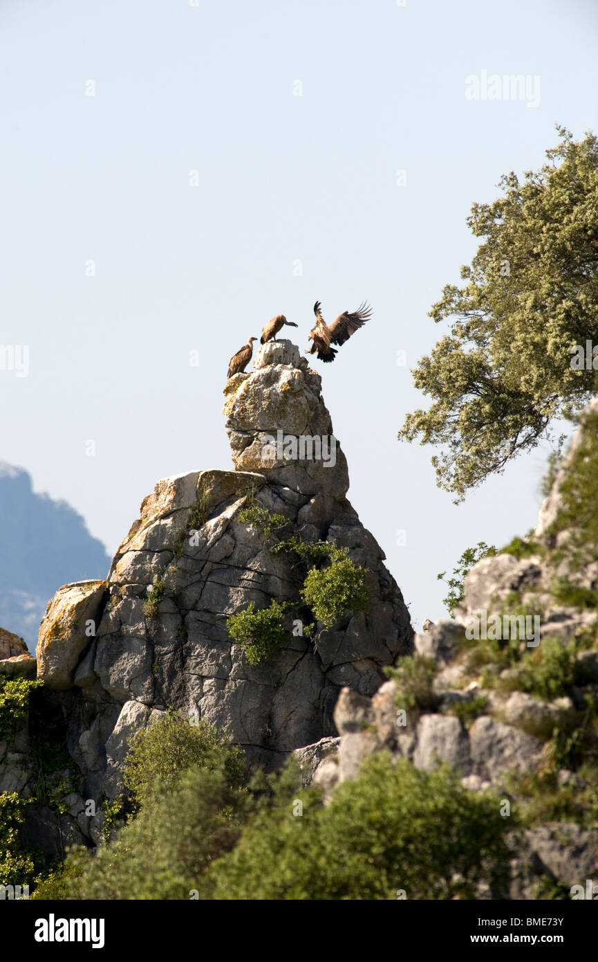 Roosting vultures hi-res stock photography and images - Alamy