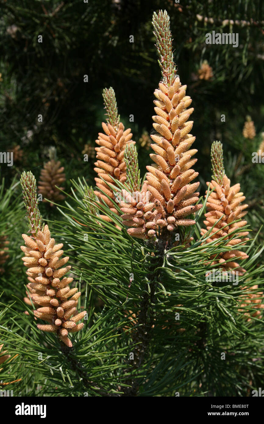 Cone needles tree trees nature hi-res stock photography and images - Alamy