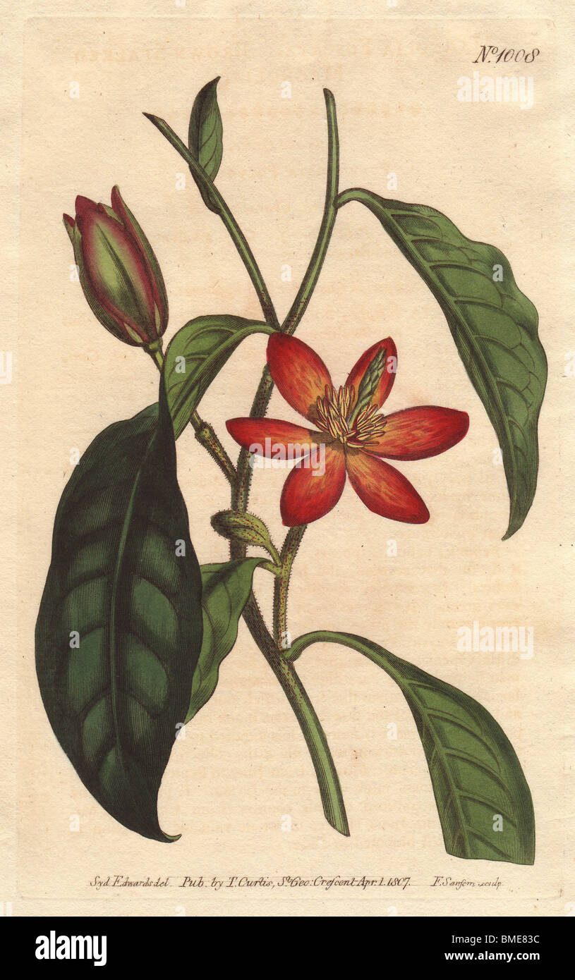 Magnolia fuscata hi-res stock photography and images - Alamy