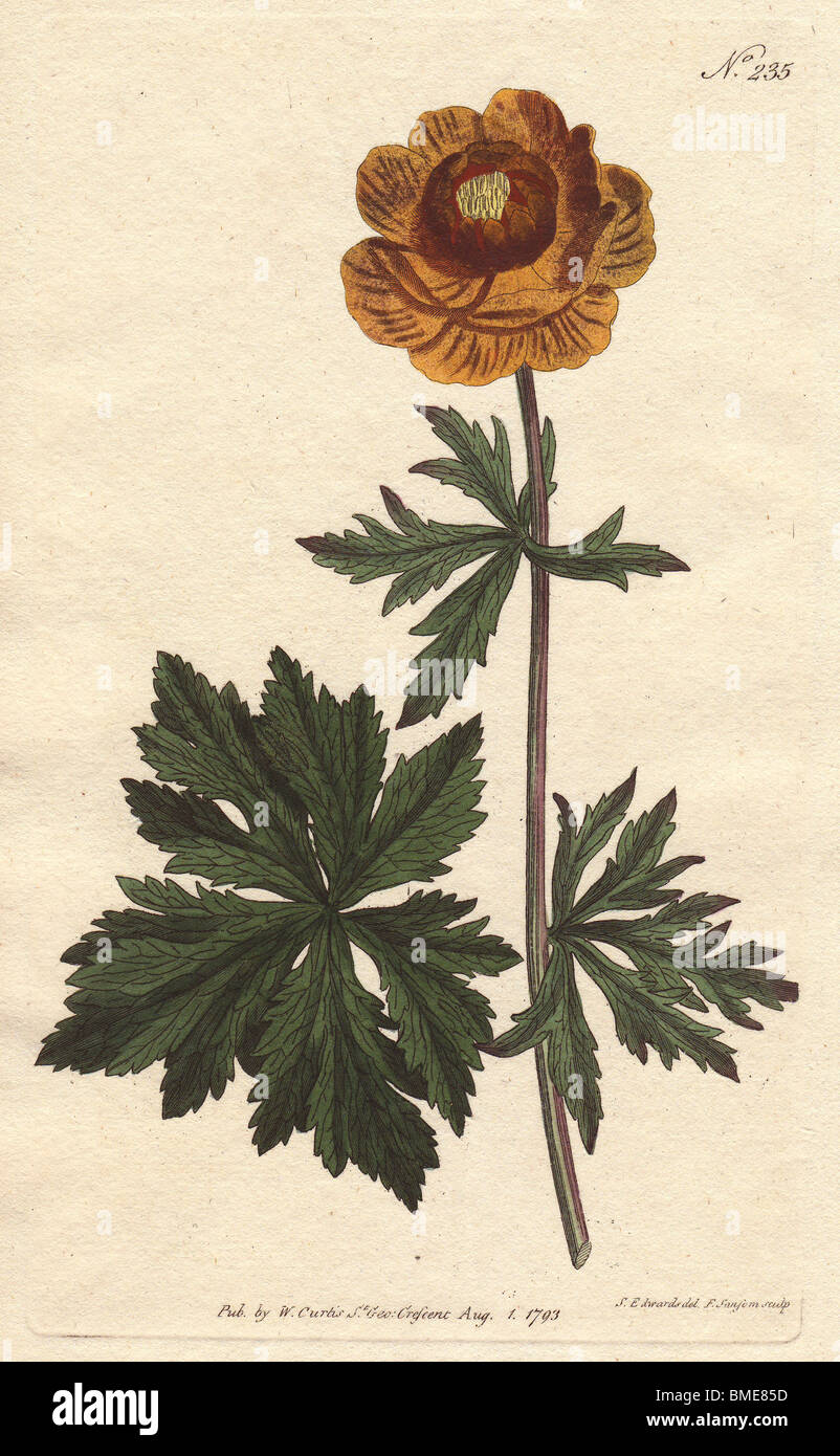 Asiatic globe flower with deep yellow flower. Trollius asiaticus Stock ...