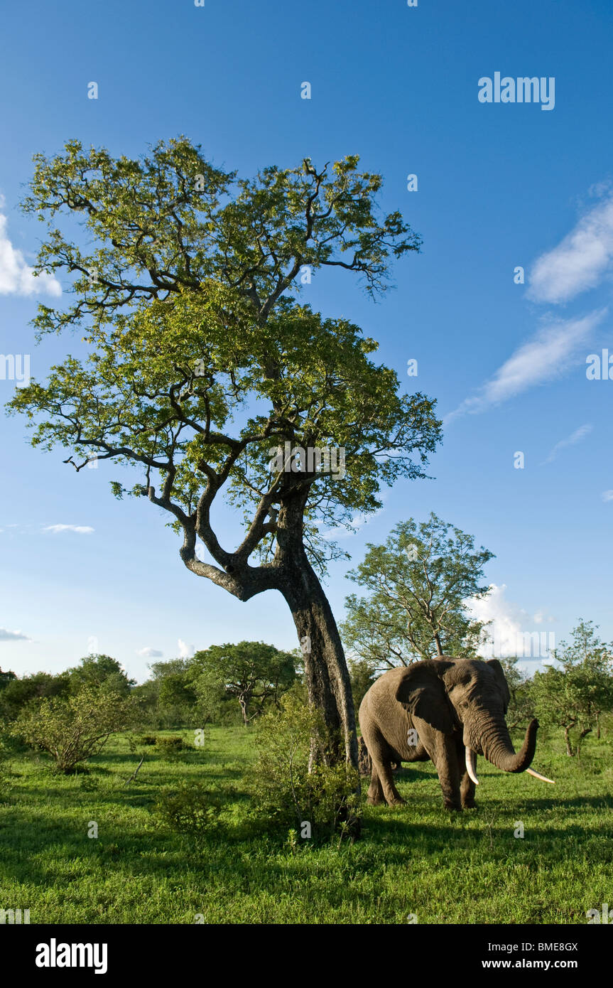 Calf tree hi-res stock photography and images - Alamy