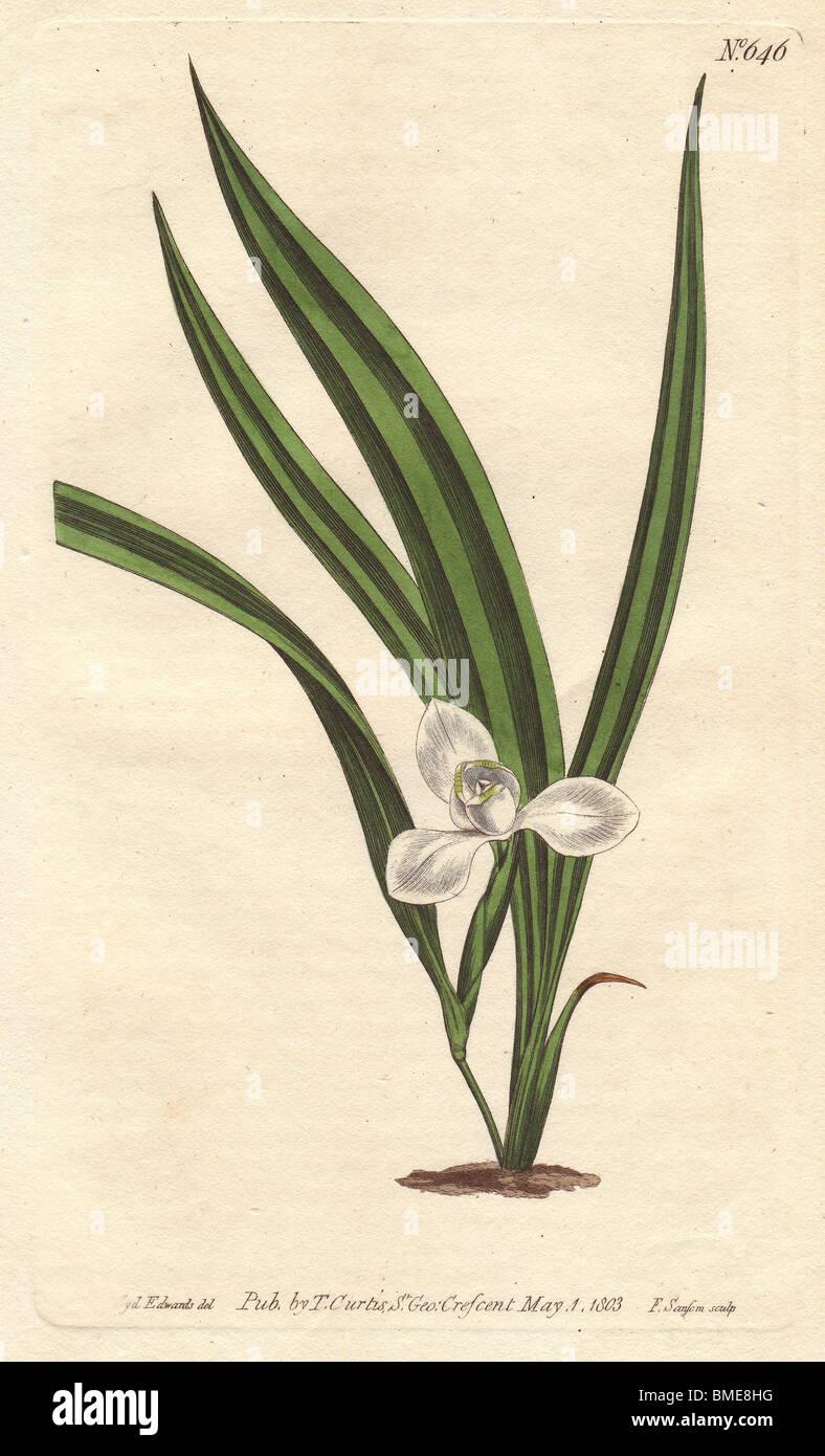 Marsh marica with small white flowers and narrow striped leaves. Marica ...