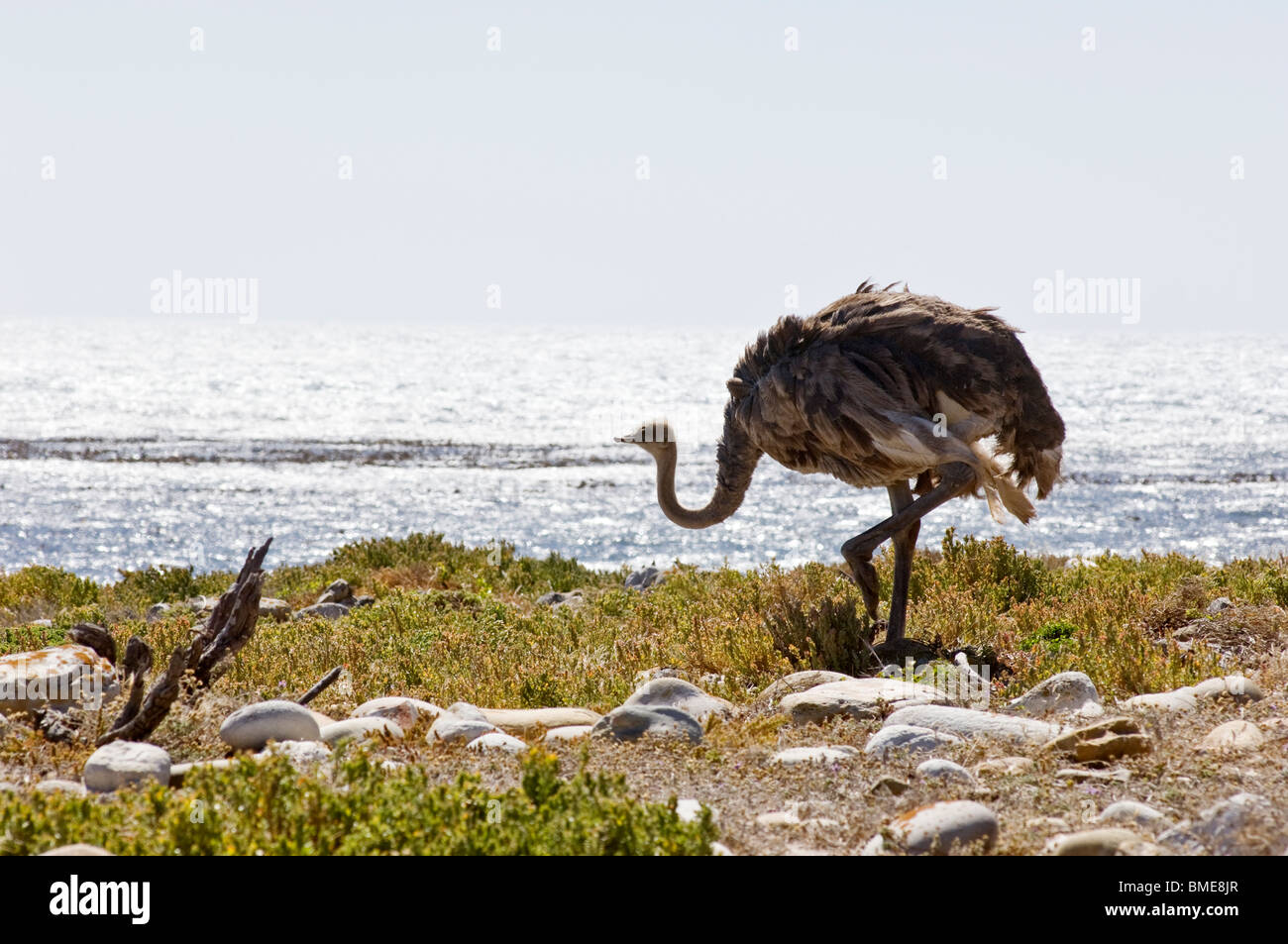 Ostrich sea hi-res stock photography and images - Alamy