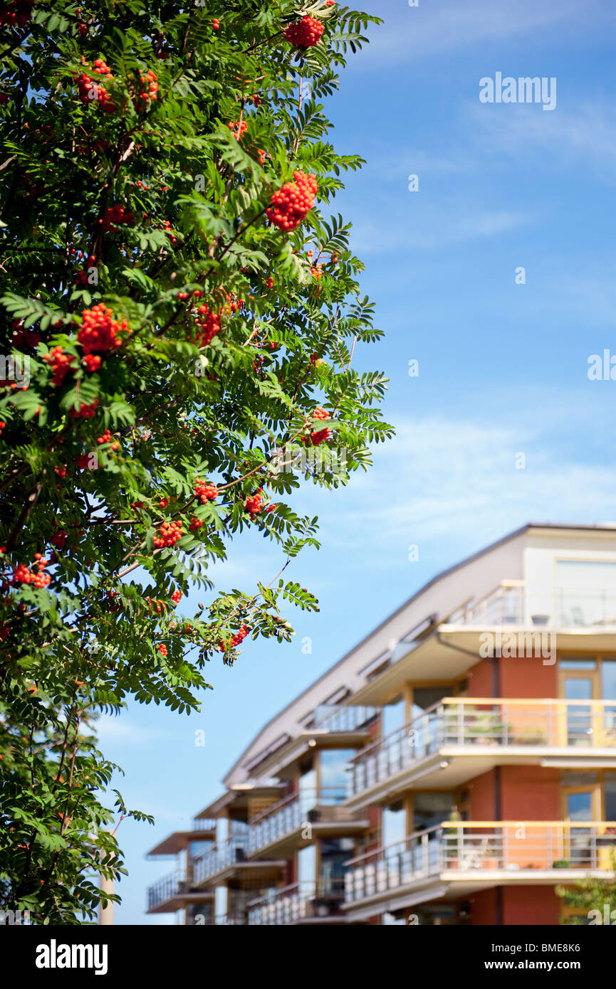 Rowan tree near building Stock Photo - Alamy