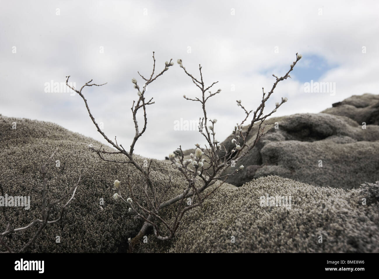 Bare tree among lava rocks Stock Photo - Alamy