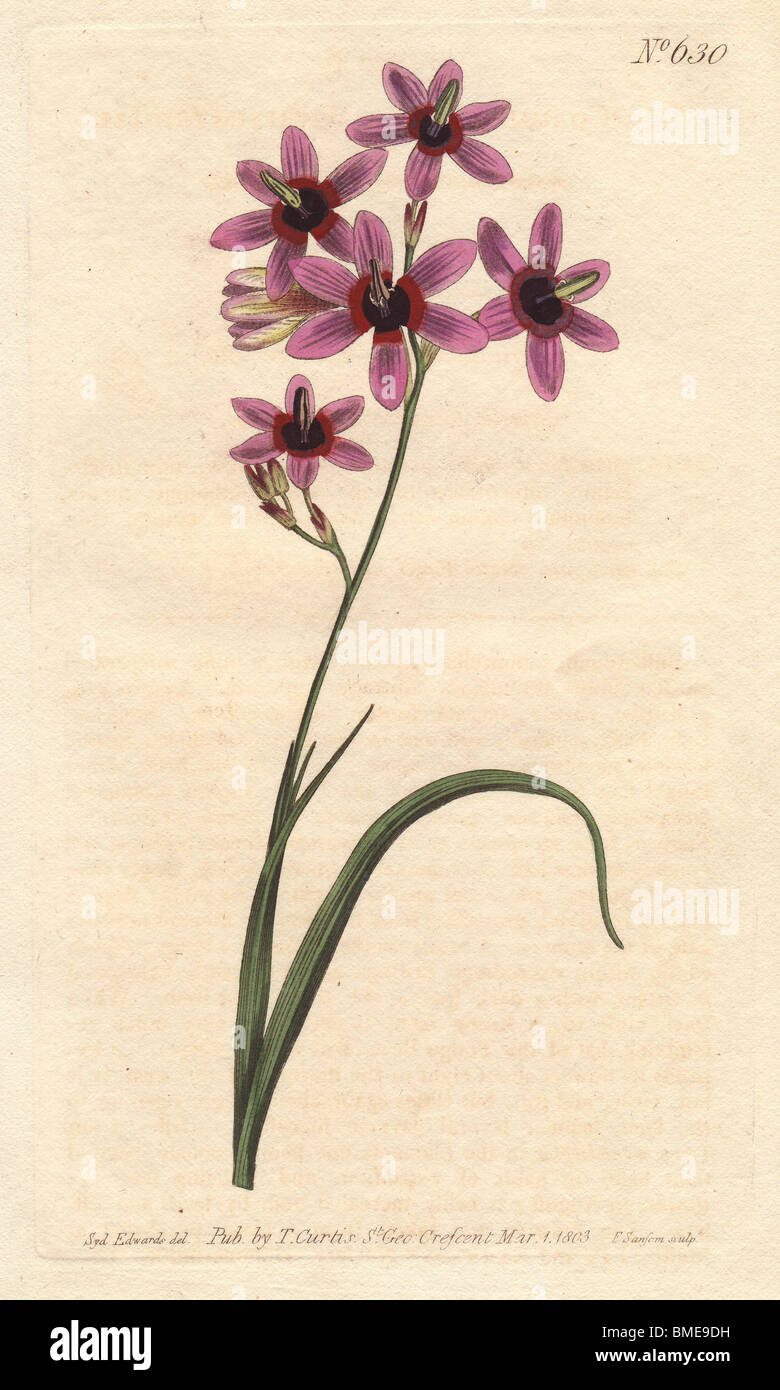 Ixia flower hi-res stock photography and images - Alamy