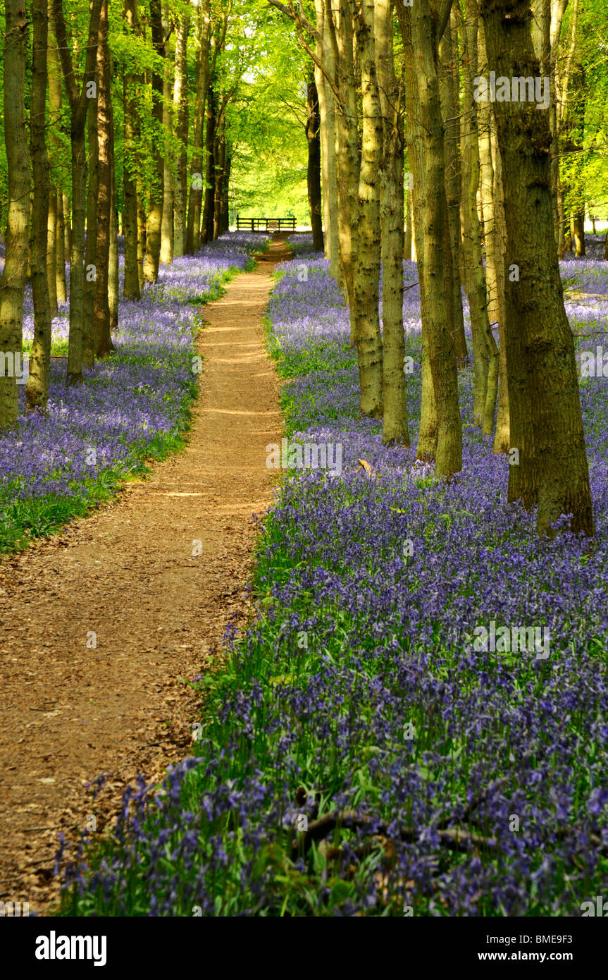 Spring bluebells in Chiltern beech wood, Hertfordshire, UK Stock Photo ...
