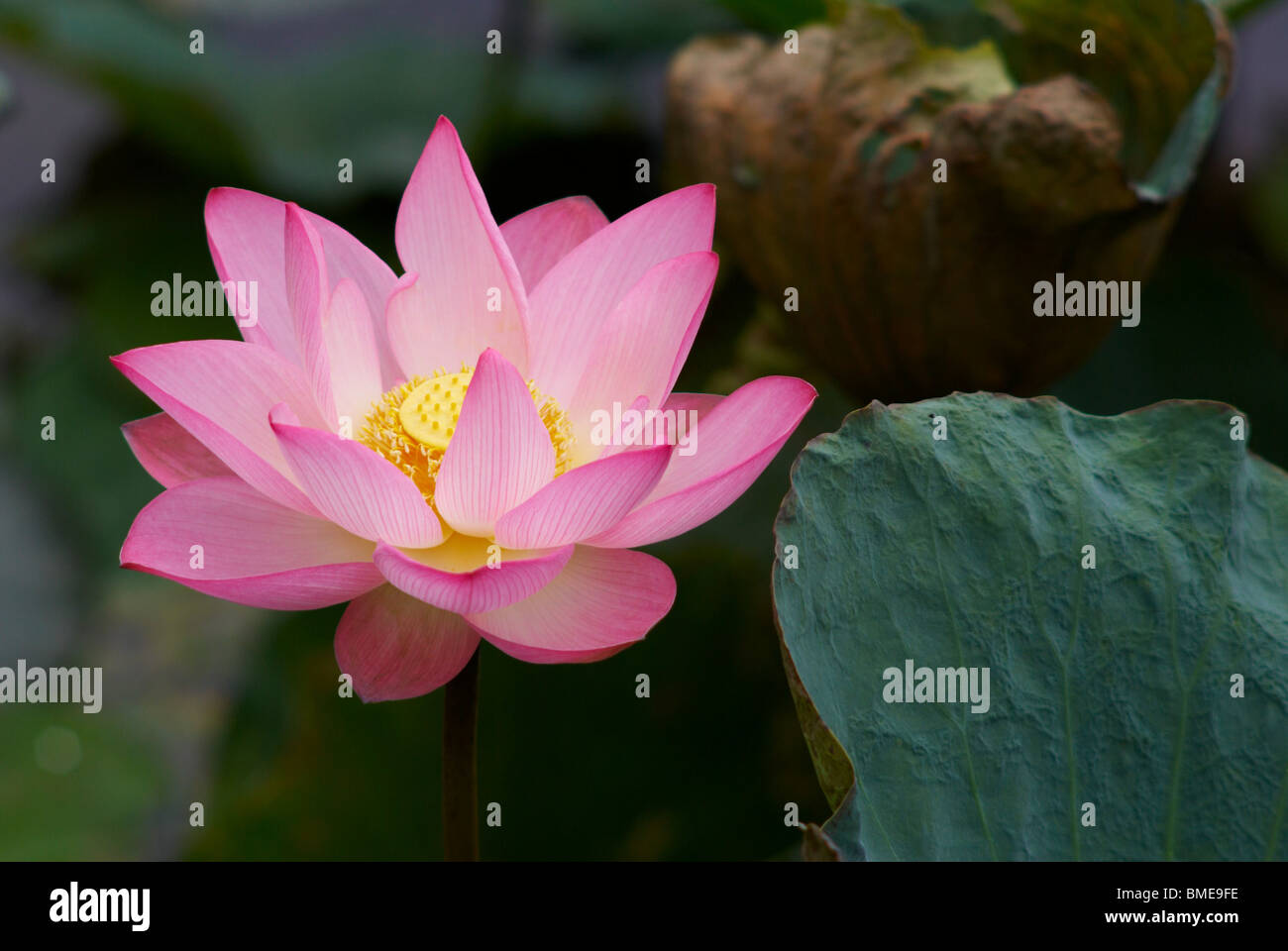 Pink Open Lotus Stock Photo - Alamy