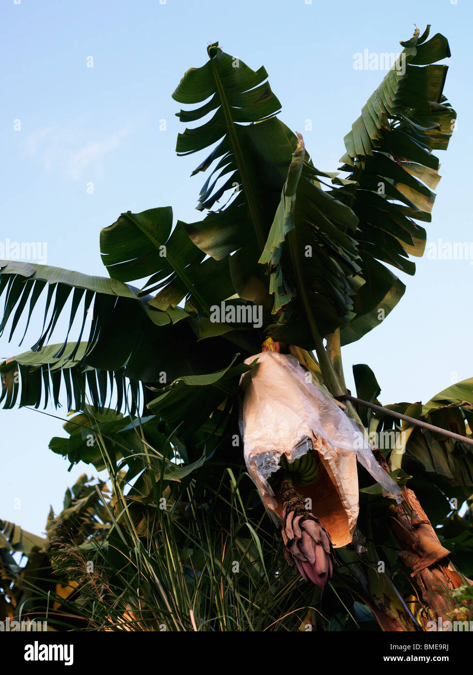 View of banana tree Stock Photo - Alamy