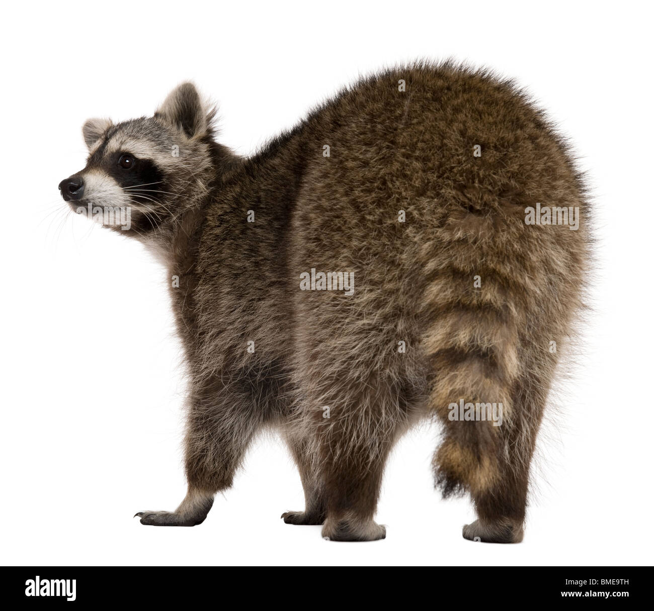 Rear view of Raccoon, 2 years old, standing in front of white ...