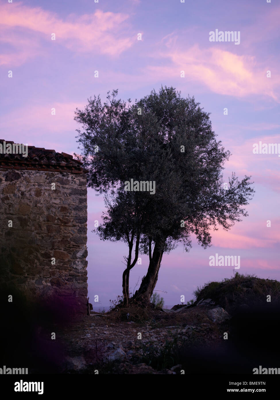 View of tree at dusk Stock Photo - Alamy