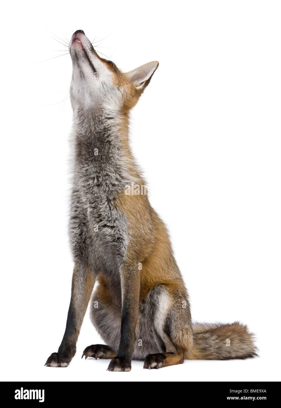 Fox sitting hi-res stock photography and images - Alamy