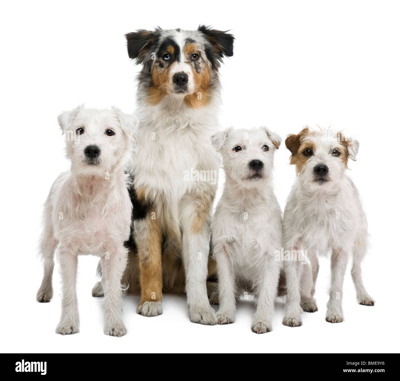 Portrait of four dogs in front of white background Stock Photo - Alamy
