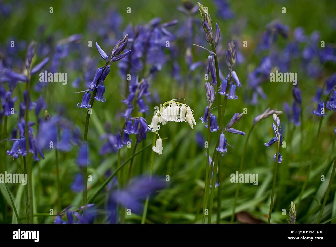 English Bluebells in Micheldever woods Stock Photo - Alamy