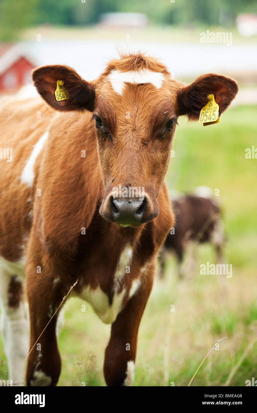A cow, Sweden Stock Photo - Alamy